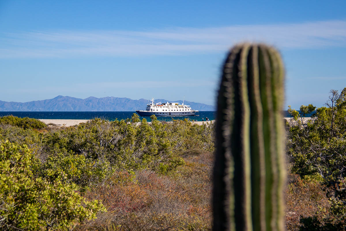 UnCruise Baja Review + Why This Is The Only Cruise Company I Recommend ...