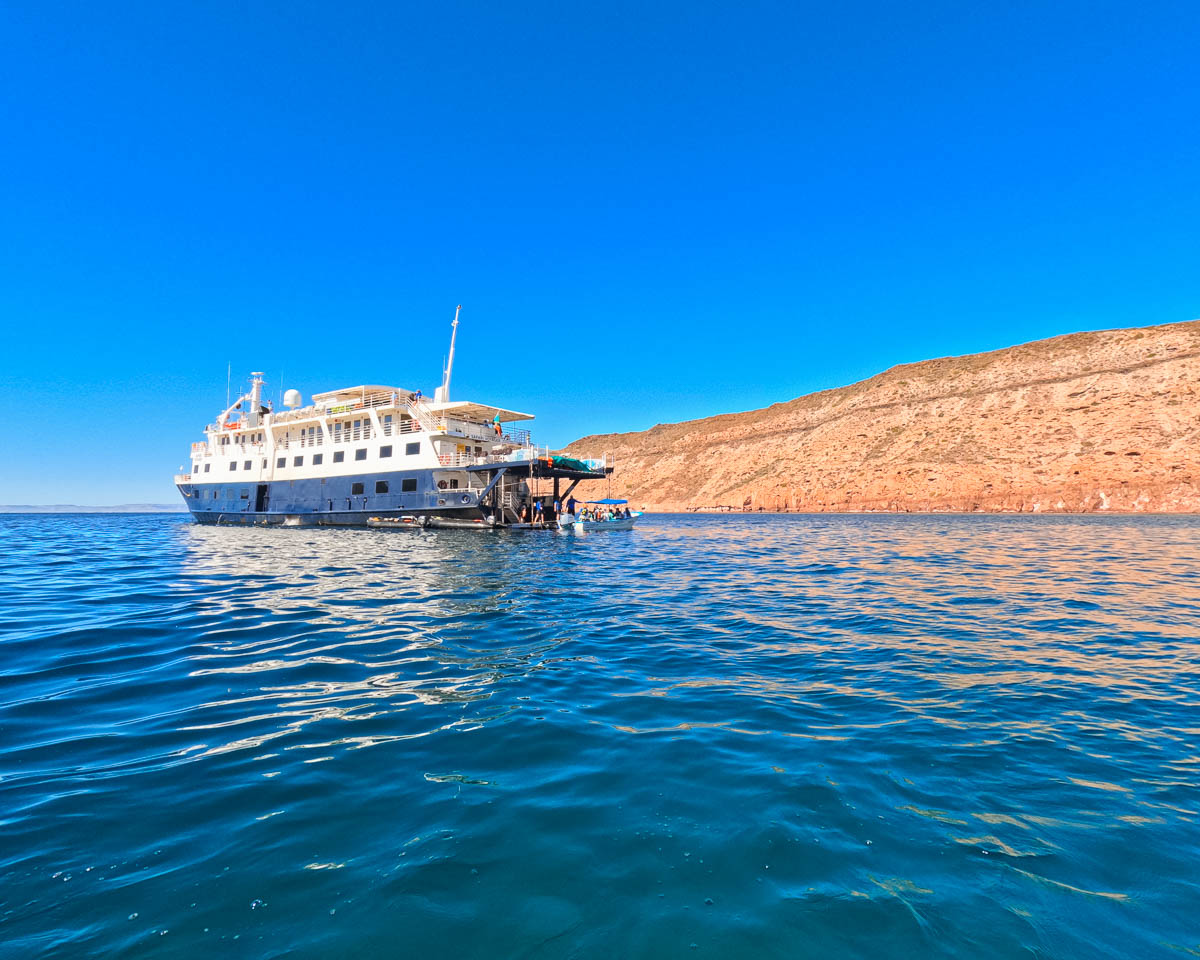 UnCruise Baja Review + Why This Is The Only Cruise Company I Recommend ...
